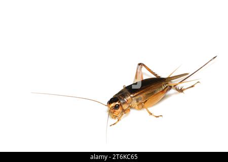 a kind of insects named crickets on a white background Stock Photo - Alamy