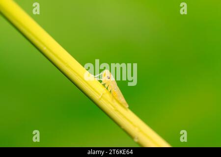 a kind of homoptera insects leafhopper larvae Stock Photo - Alamy