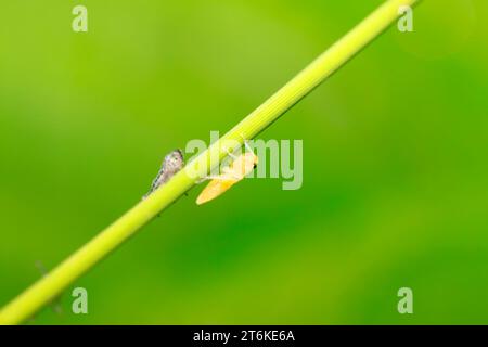 a kind of homoptera insects leafhopper larvae Stock Photo - Alamy