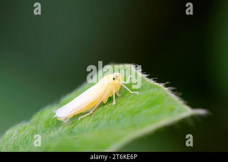 a kind of homoptera insects leafhopper larvae Stock Photo - Alamy