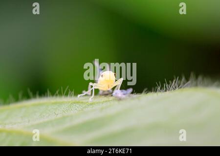 a kind of homoptera insects leafhopper larvae Stock Photo - Alamy
