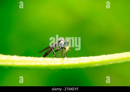 tabanidae insect prey on aphids on green leaf Stock Photo - Alamy