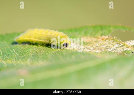green meat worm on leaf in the wild Stock Photo - Alamy