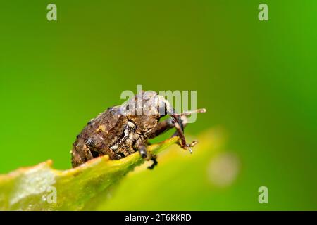 a kind of insect has a long nose on green leaf Stock Photo - Alamy