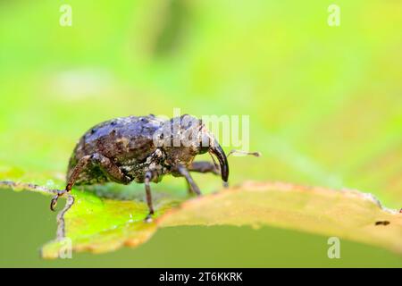 a kind of insect has a long nose on green leaf Stock Photo - Alamy