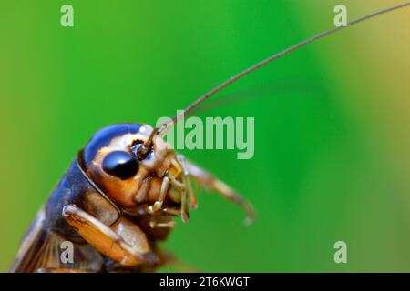a kind of gryllidae insects in the wild Stock Photo - Alamy