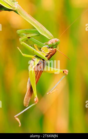 closeup of photo, tenodera mantis prey on locust Stock Photo - Alamy