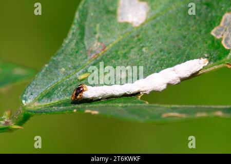 Infection beauveria bassiana insects, zombie on plants in the wild ...