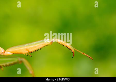 closeup of photo, tenodera mantis claws, nature photography Stock Photo ...