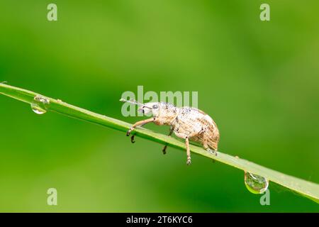weevil on the plant, a kind of insect has a long nose Stock Photo - Alamy