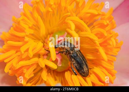snout beetle on the plant, a kind of insect has a long nose Stock Photo ...