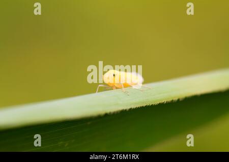 Cicadella viridis on plant in the wild Stock Photo - Alamy