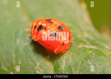 beetles pupa on plant in the wild Stock Photo - Alamy