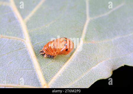 beetles puparium on plant in the wild Stock Photo - Alamy