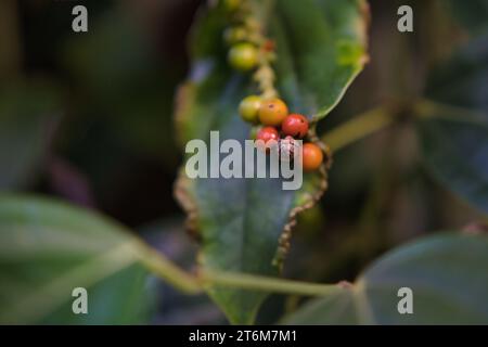 Black peppers. growing inside the spice garden, Mahe, Seychelles Stock ...