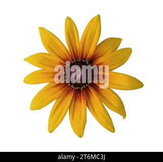 Echinacea 'Parrot' coneflower, Echinacea 'Funky yellow' flower ring ...