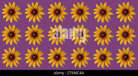 Echinacea 'Parrot' coneflower, Echinacea 'Funky yellow' flower ring ...