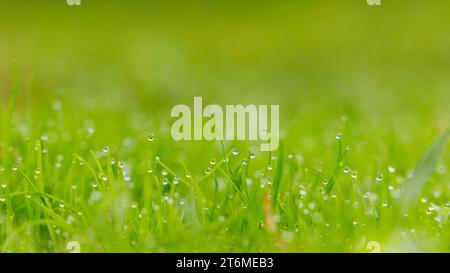 Grass with waterdrops after rain, details of nature, background with ...