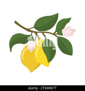 A lemon sprig with lemon fruits in a flat style. Vector illustration ...