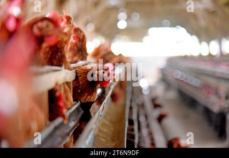 Chicken Farm with many healty chicken and fresh egg Stock Photo - Alamy
