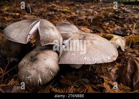 Seattle, USA. 6th Nov, 2023. Wild mushrooms of the PNW Stock Photo - Alamy