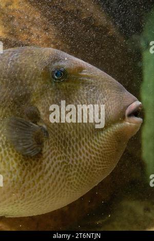 grey triggerfish in a aquarium Stock Photo - Alamy
