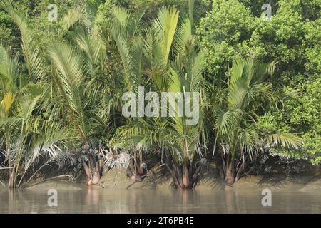 Golpata tree in Sundarban, Khulna, Bangladesh Stock Photo - Alamy