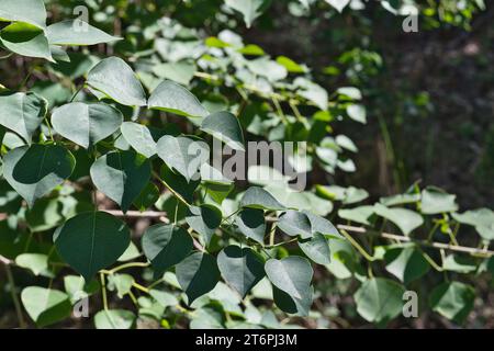 Chinese Tallow (Triadica sebifera Stock Photo - Alamy