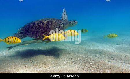 Big Green turtle , Green turtles are the largest of all sea turtles. A ...