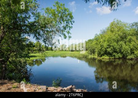 Restored wetlands at Resaca de las Palmas state park, Weslaco, Texas ...