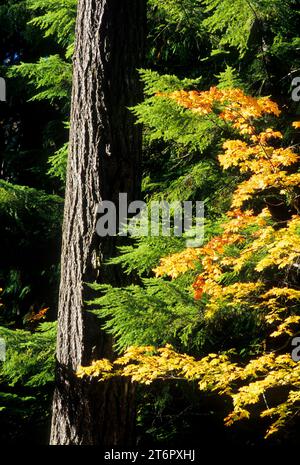 Autumn vine maple with Douglas fir, Mt Rainier National Park ...