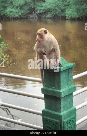 infrared image of the macaque monkey activities at the mangrove forest ...