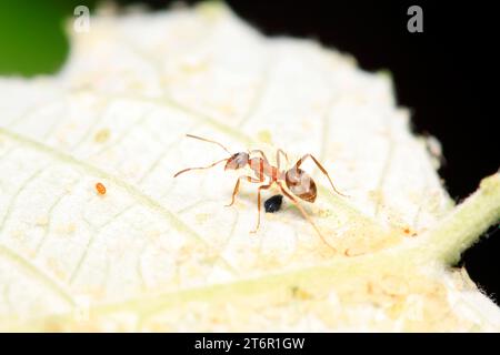 Formica fusca on plant in the wild Stock Photo - Alamy