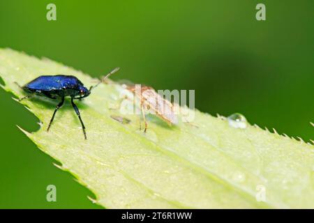 Zicrona caerulea on plant in the wild Stock Photo - Alamy
