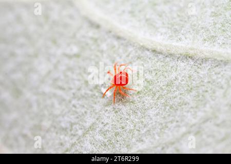 red mite on plant in the wild Stock Photo - Alamy