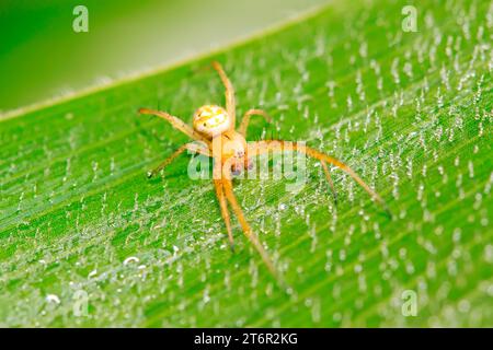 Yellow long legs spider on plant in the wild Stock Photo - Alamy