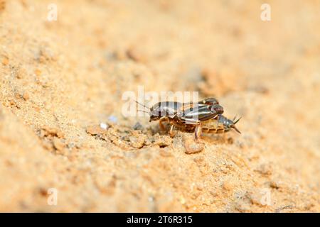 pygmy sand cricket in the wild Stock Photo - Alamy