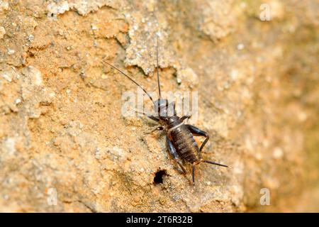 cricket larvae on plant in the wild Stock Photo - Alamy