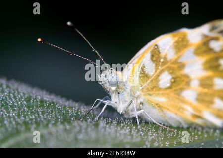 Pontia daplidice on green plant in the wild Stock Photo - Alamy