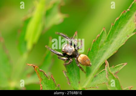 jumping spider on plant in the wild Stock Photo - Alamy