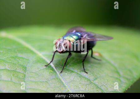 Calliphora vicina on plant in the wild Stock Photo - Alamy
