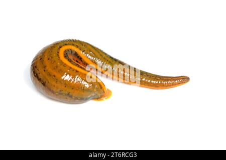 Whitmania pigra on white background Stock Photo - Alamy