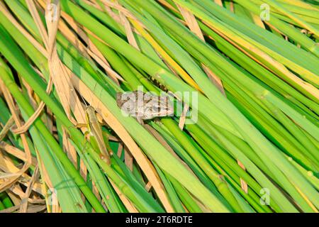 frog and grasshopper on plant in the wild Stock Photo - Alamy