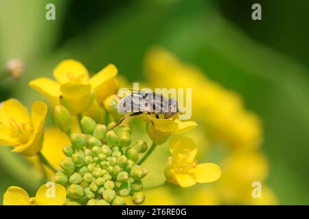 aphid flies on the Yellow cauliflower Stock Photo - Alamy