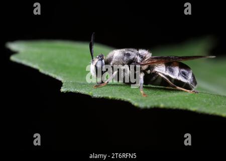 Diptera insects in nature Stock Photo - Alamy