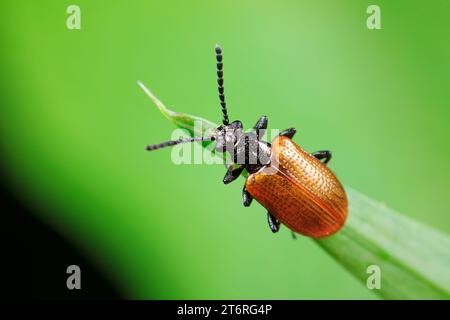 Negative mud bug inhabits wild plants in North China Stock Photo - Alamy