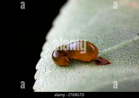 Myxophora myxorrhiza larvae on wild plants, North China Stock Photo - Alamy