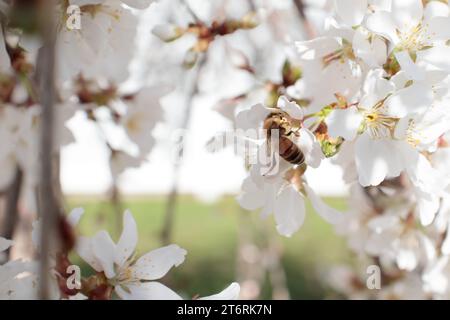 bees collecting pollen from cherry blossoms in spring Stock Photo - Alamy