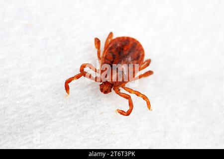 Hard tick on white background, North China Stock Photo - Alamy
