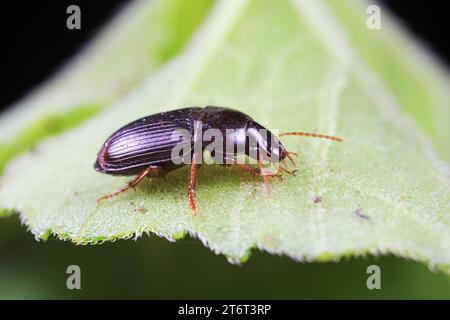 Coleoptera Carabidae Insects in Nature Stock Photo - Alamy